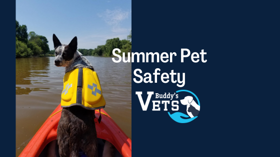 Summer Pet Safety - Essential Tips to Keep Your Pet Safe and Happy ...